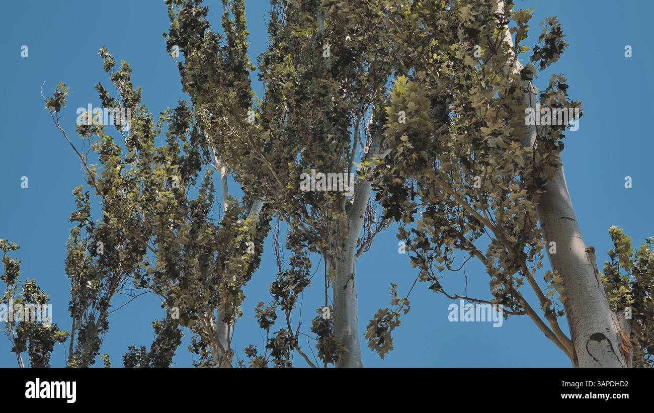 Poplar trees swaying in the wind in Crimea against blue sky Stock Photo ...