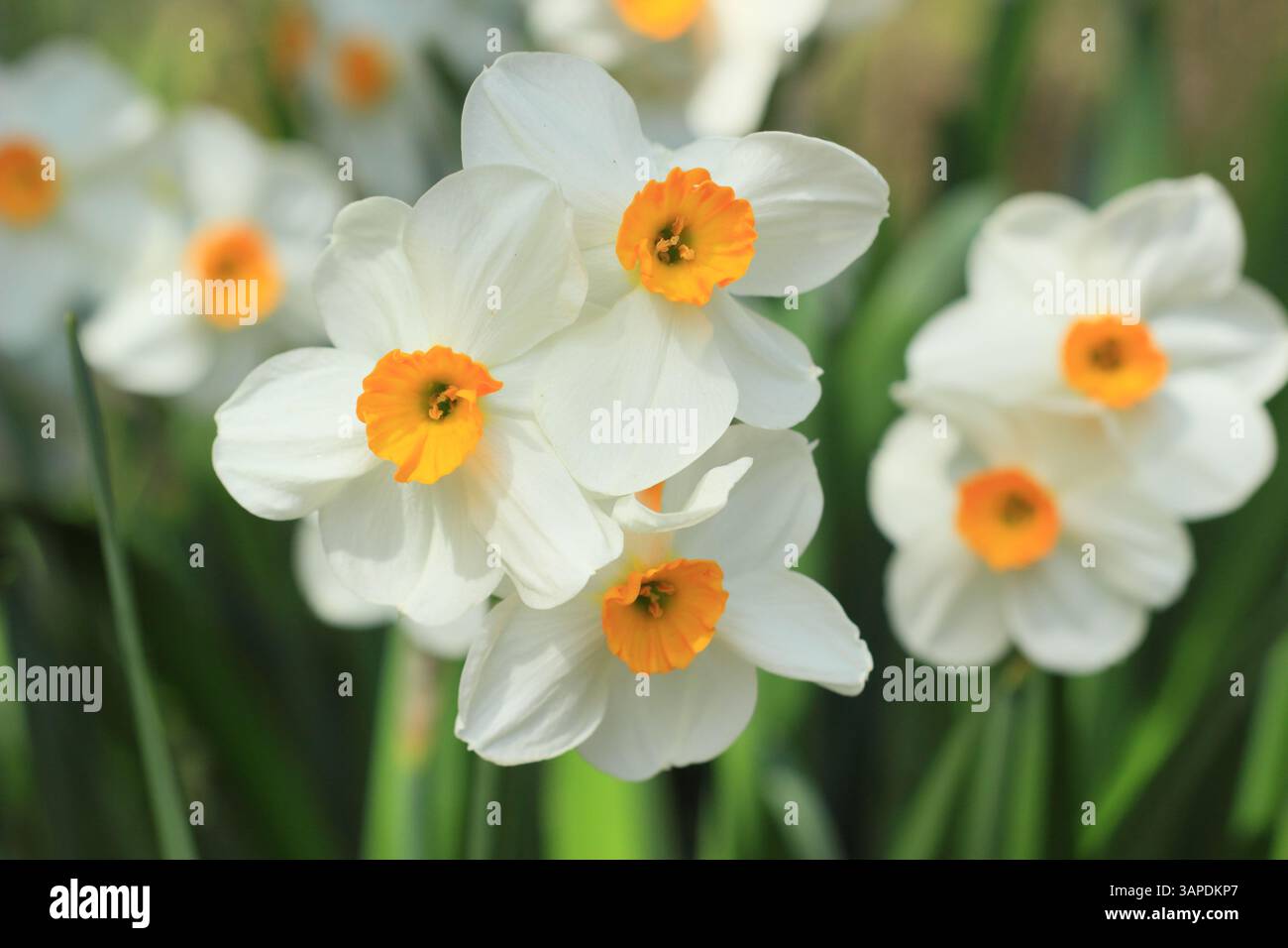 Narcissus Avalanche daffodil displaying clusters of pale lemon blooms ...
