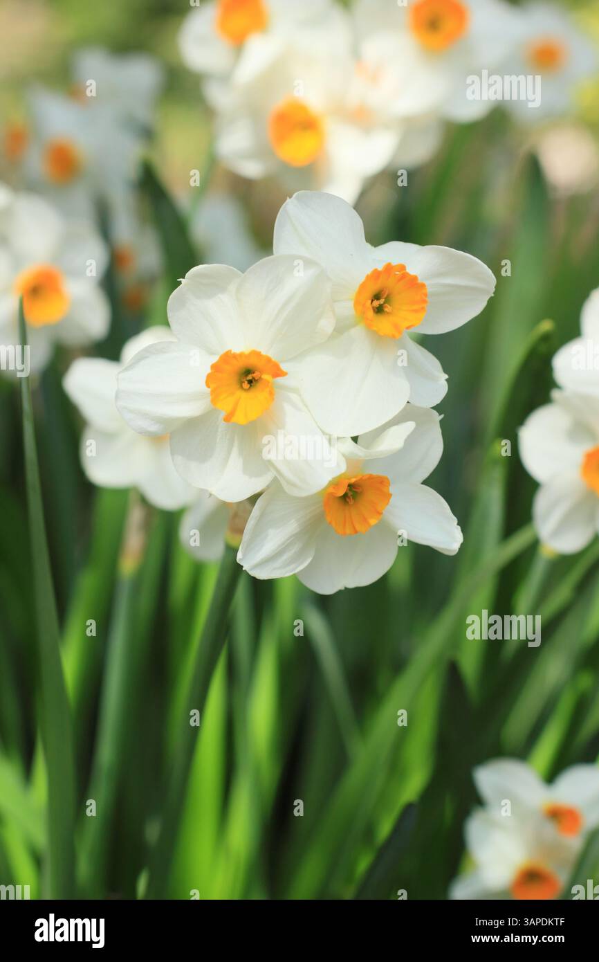 Narcissus Avalanche daffodil displaying clusters of pale lemon blooms ...