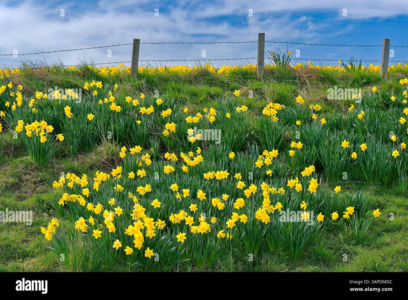 Barras Aberdeenshire Scotland blue sky in Spring over daffodils growing ...
