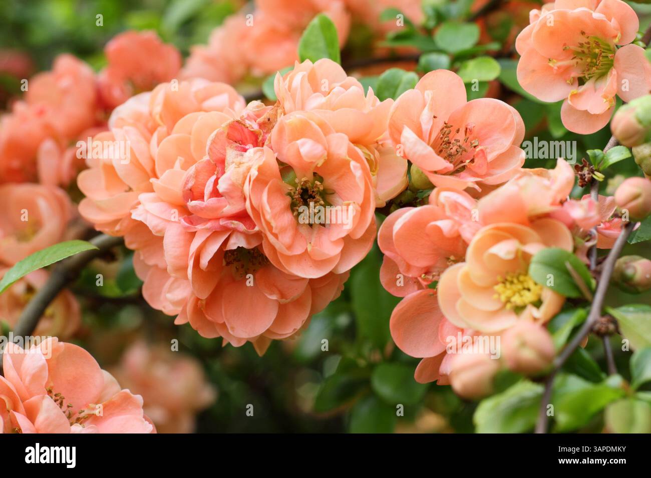 Chaenomeles Speciosa Geisha Girl Flowering Quince Displaying
