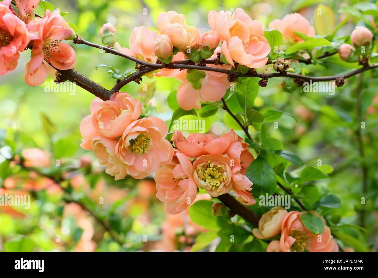 Chaenomeles Speciosa Geisha Girl Flowering Quince Displaying