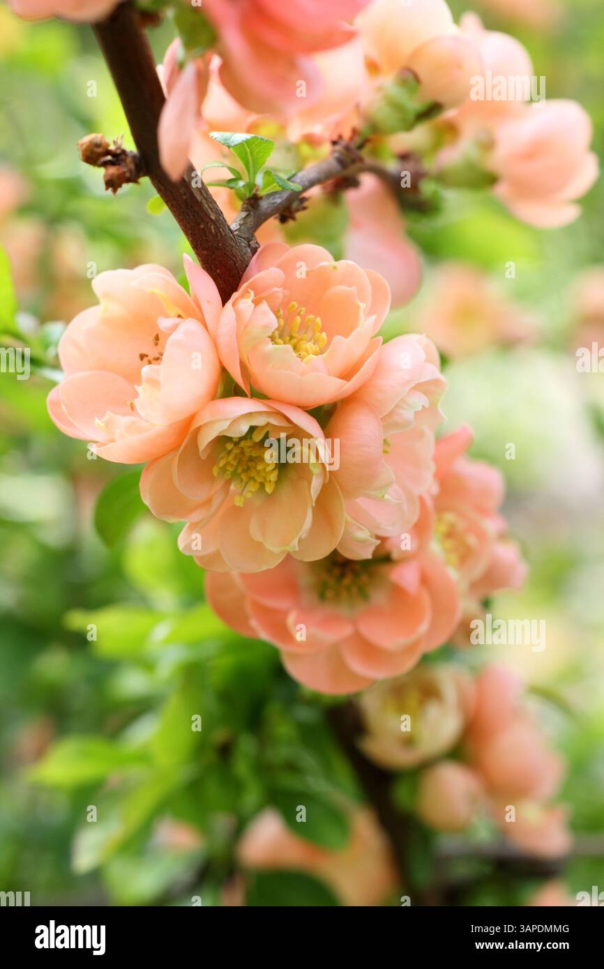 Chaenomeles Speciosa Geisha Girl Flowering Quince Displaying