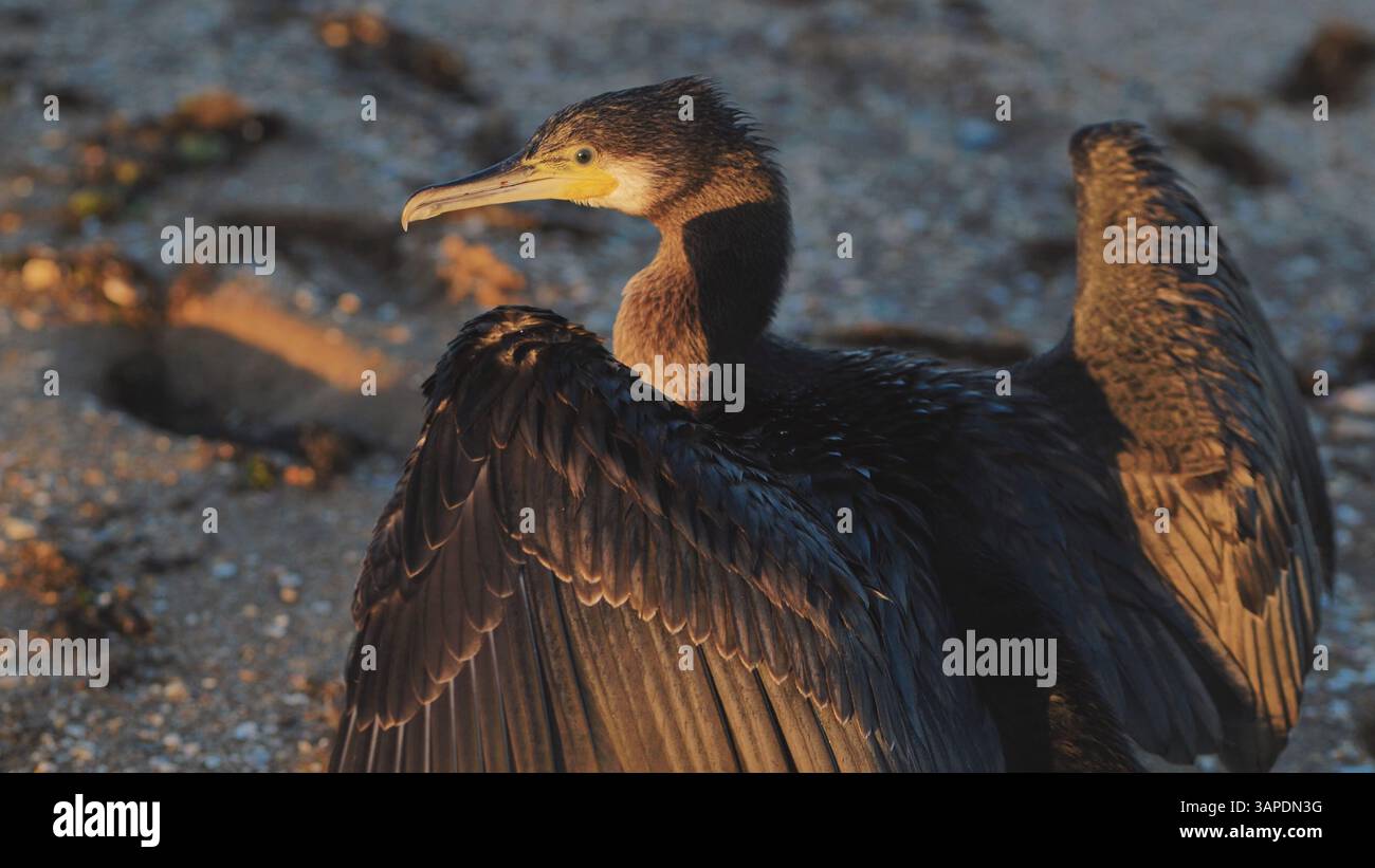 Great cormorant drying its wings on a beach in Crimea Stock Photo - Alamy