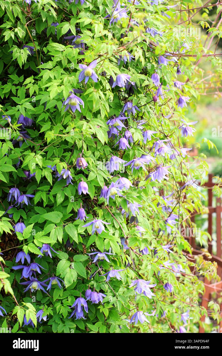 Clematis frances rivis garden hi-res stock photography and images - Alamy