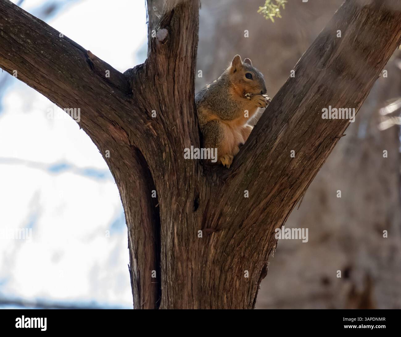 Curious Texas fox squirrel looking for food Stock Photo - Alamy