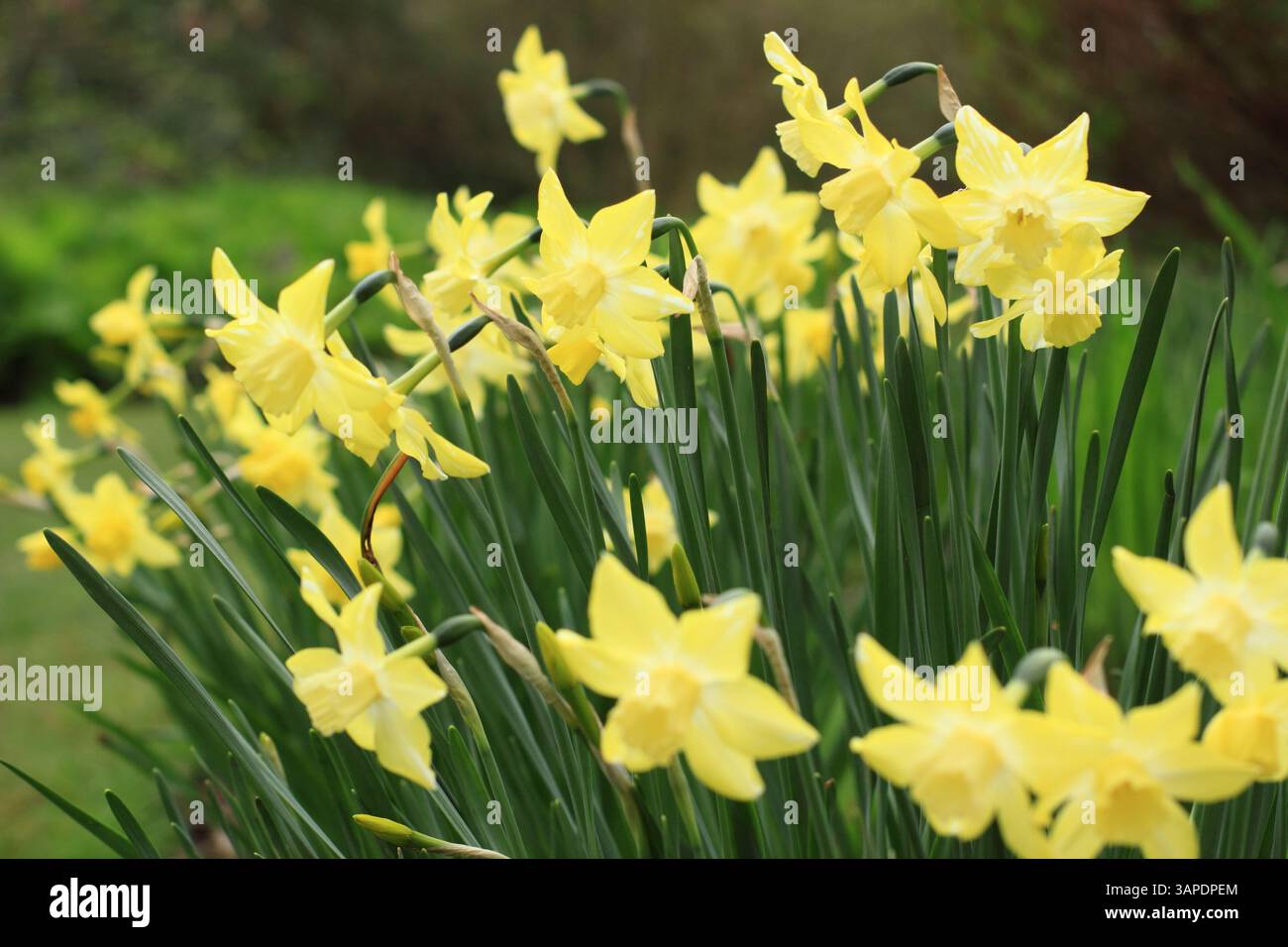 Narcissus 'Lemon Silk' daffodils displaying distinctive lemon petals ...
