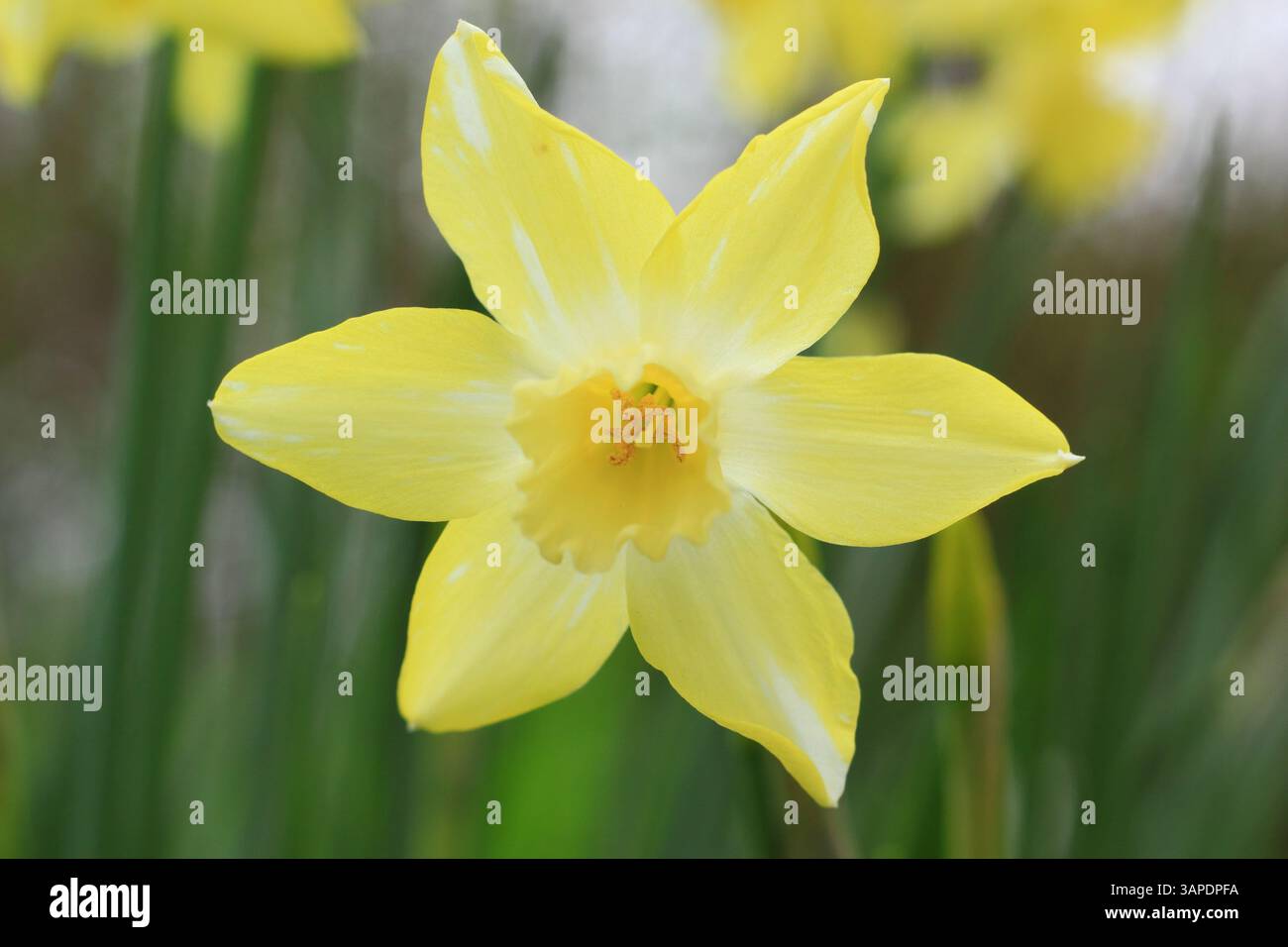 Narcissus 'Lemon Silk' daffodils displaying distinctive lemon petals ...