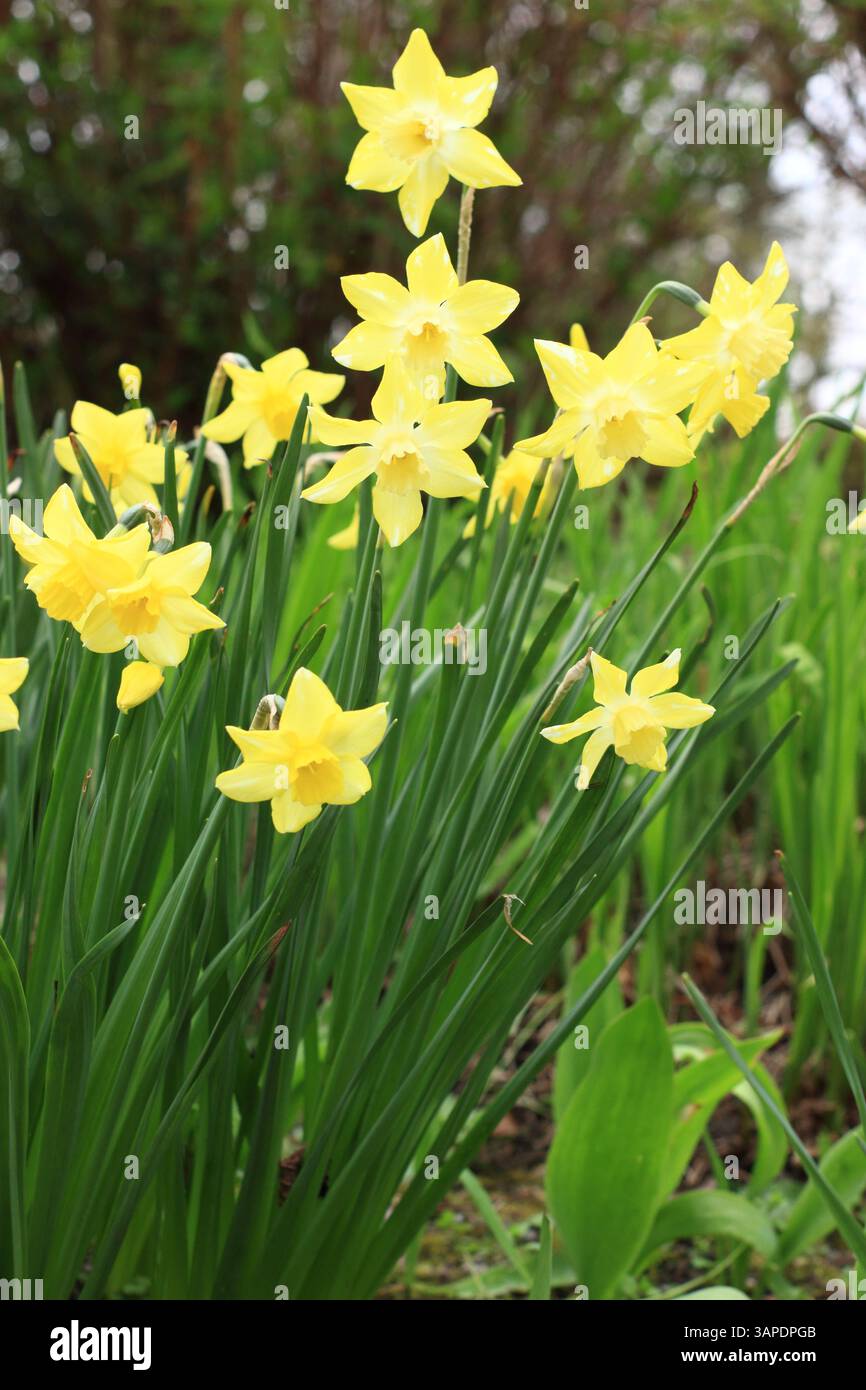 Narcissus 'Lemon Silk' daffodils displaying distinctive lemon petals ...