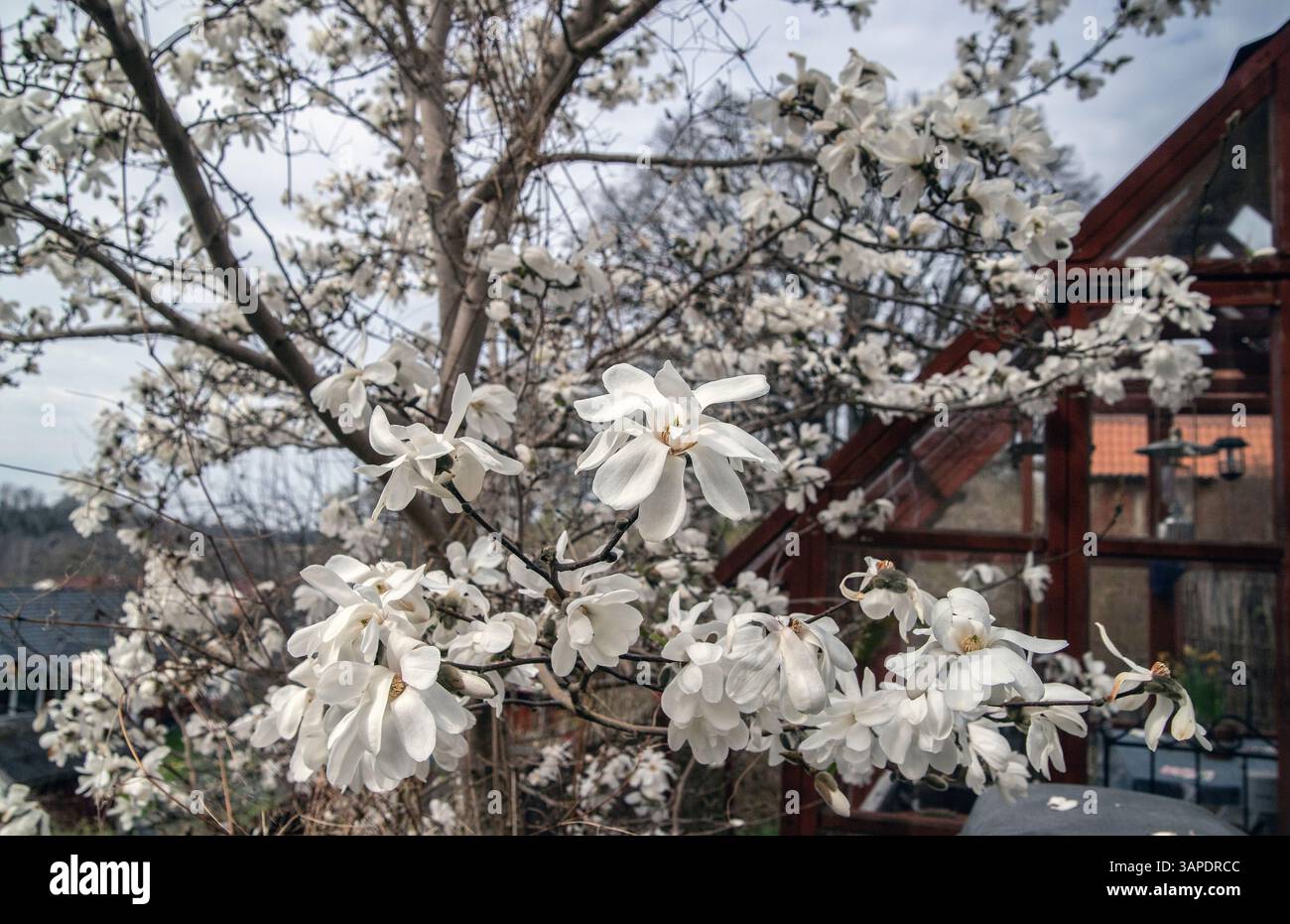 White magnolia tree in full bloom Stock Photo - Alamy