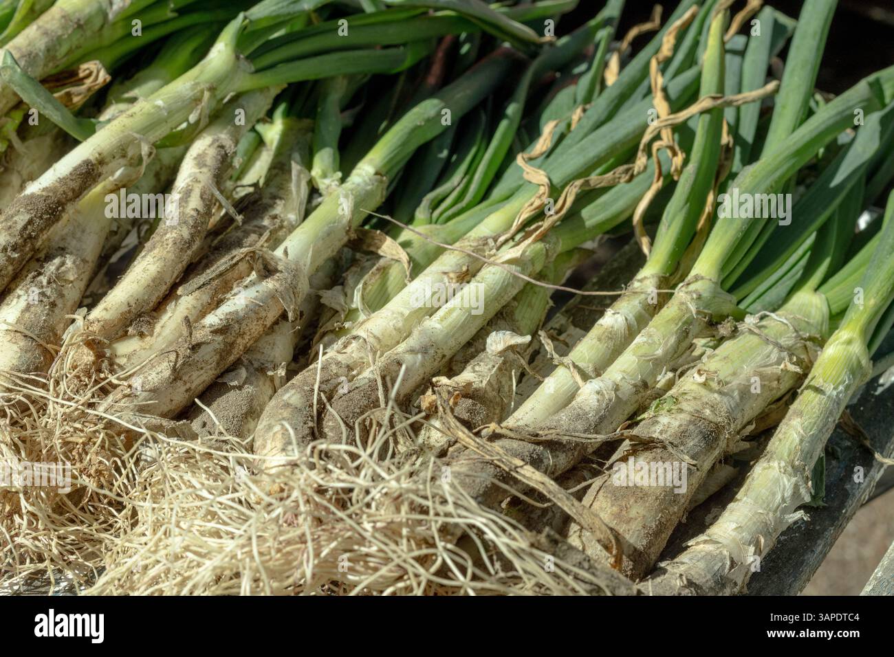 Fresh calcots with soil on roots in daylight Stock Photo - Alamy