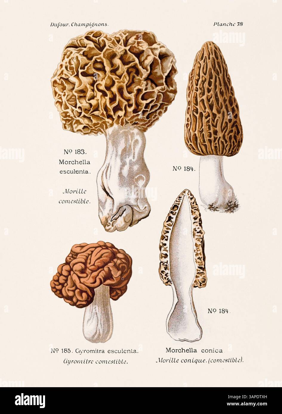 Mushroom illustration. Antique illustration from a French book on edible and poisonous fungi ...