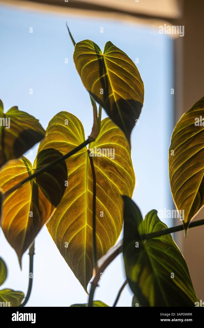 Climbing Philodendron Splendid plant with hear shaped green velvet ...