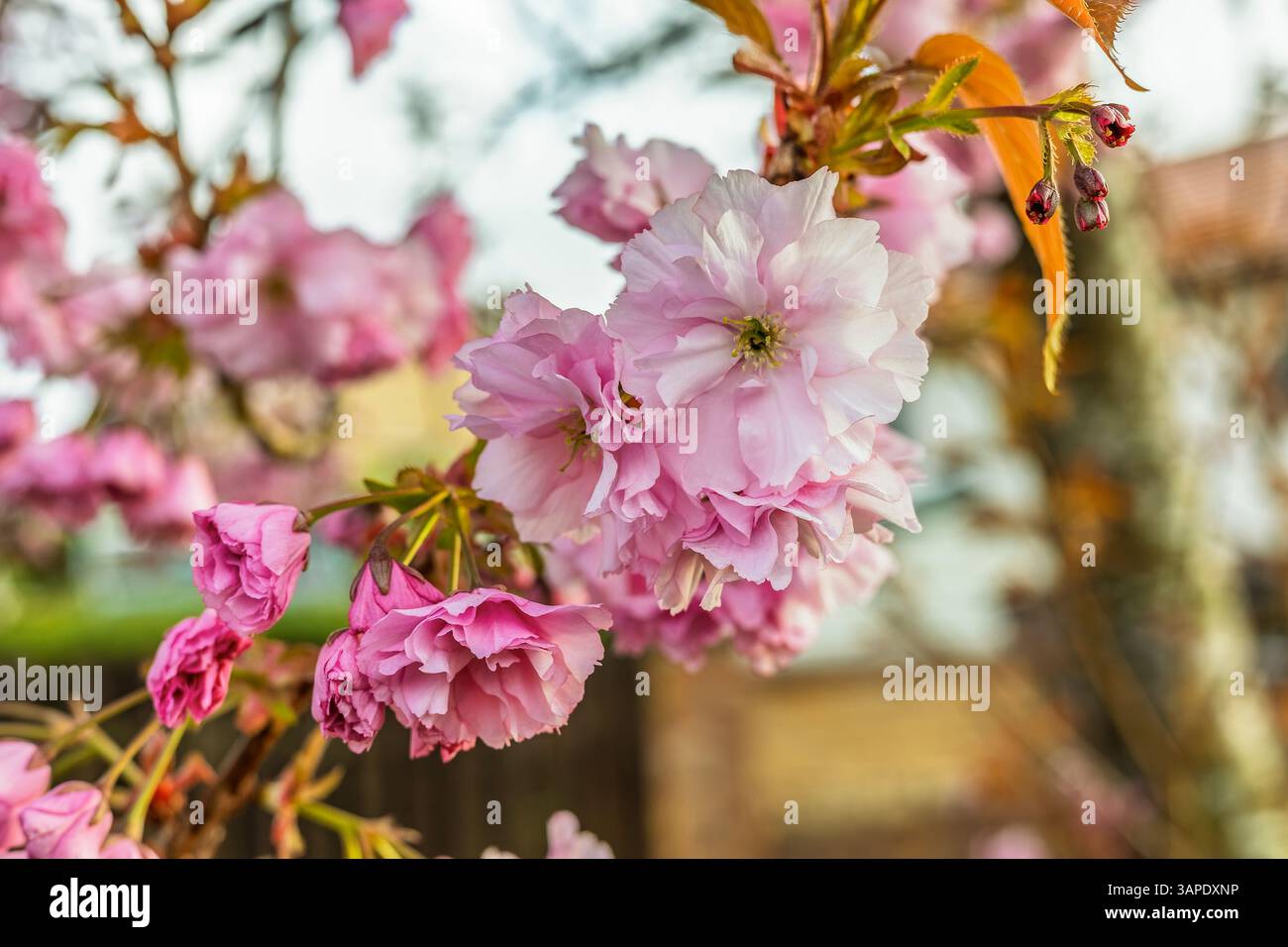 Close-up of Double Petal Pink Prunus Kanzan Cherry Flower Blooms on a ...