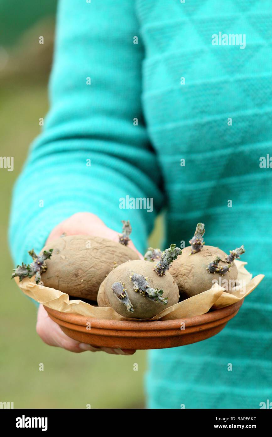 Chitted seed potatoes ready for planting out in spring. UK Stock Photo ...