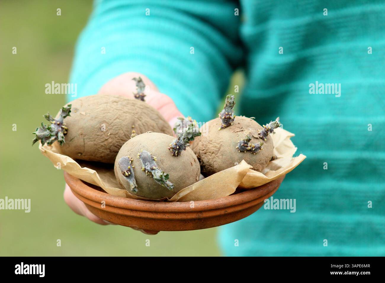 Chitted seed potatoes ready for planting out in spring. UK Stock Photo ...