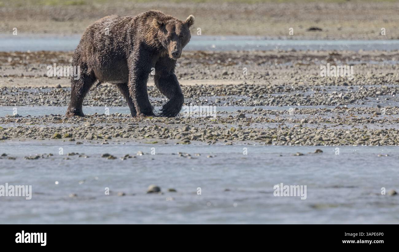 Kodiak Brown Bear or Grizzly bear, Katmai National Park and Preserve ...
