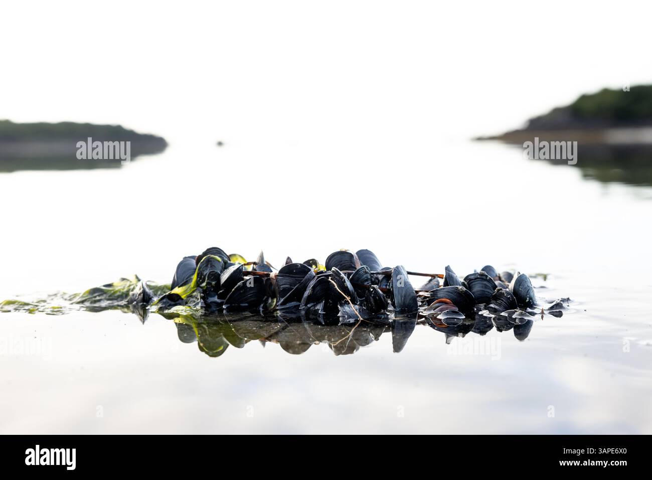 Blue Mussels, Mytilus edulis, on a rocky outcrop exposed at low tide ...