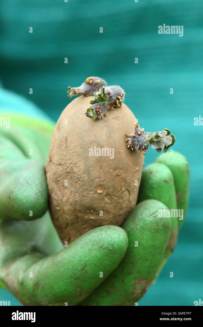 Chitted seed potatoes ready for planting out in spring. UK Stock Photo ...
