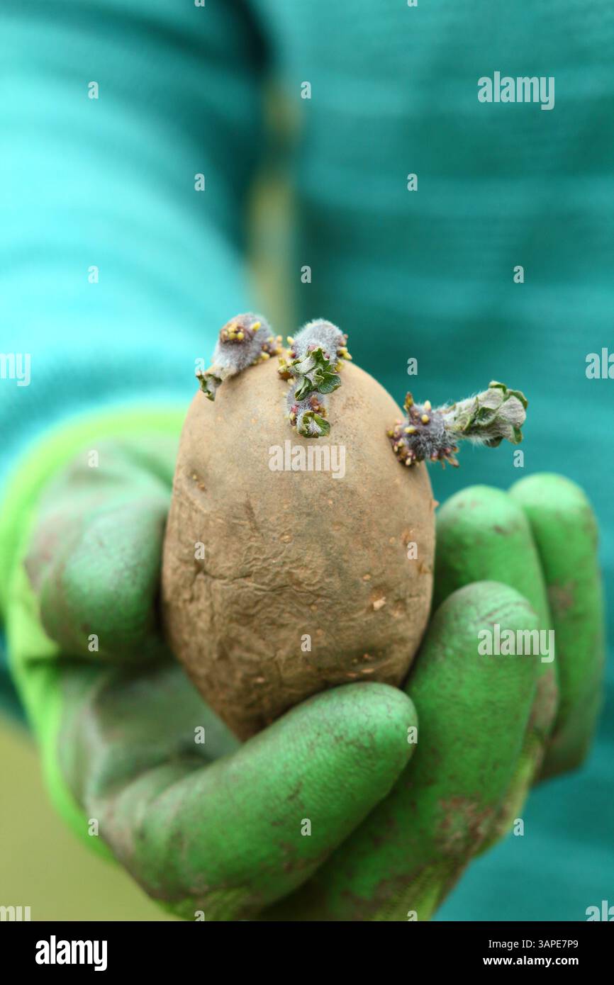 Chitted seed potatoes ready for planting out in spring. UK Stock Photo ...