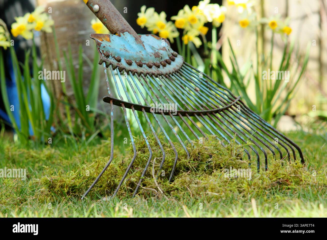 Rake moss from a lawn hi-res stock photography and images - Alamy