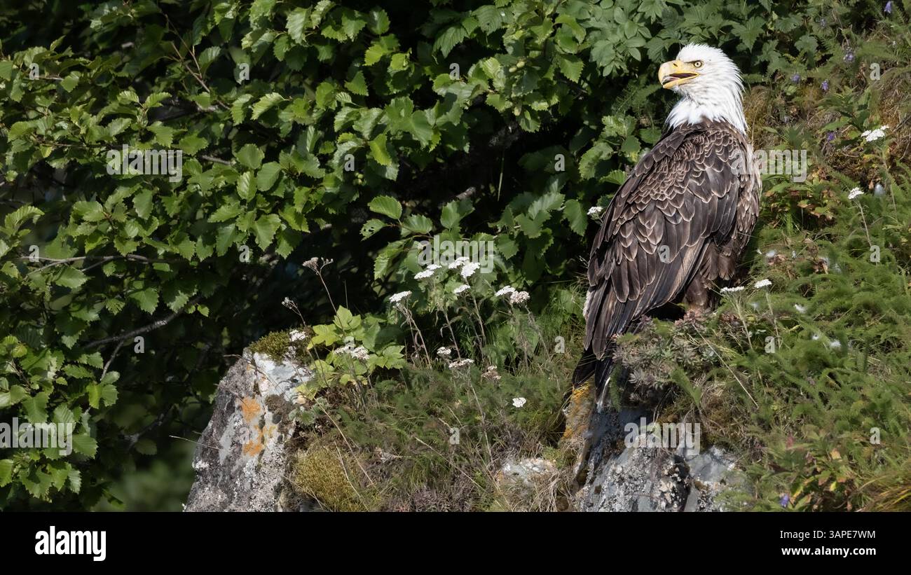 Bald Eagle on a perch, Katmai National Park and Preserve, Alaska, USA ...