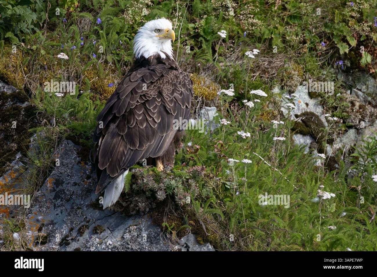 Bald Eagle on a perch, Katmai National Park and Preserve, Alaska, USA ...