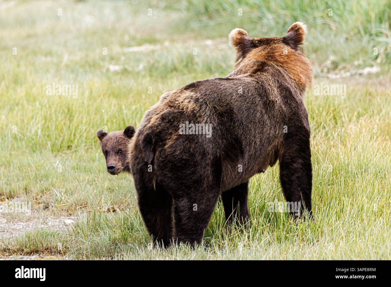 Kodiak Brown Bear or Grizzly bear, Katmai National Park and Preserve ...