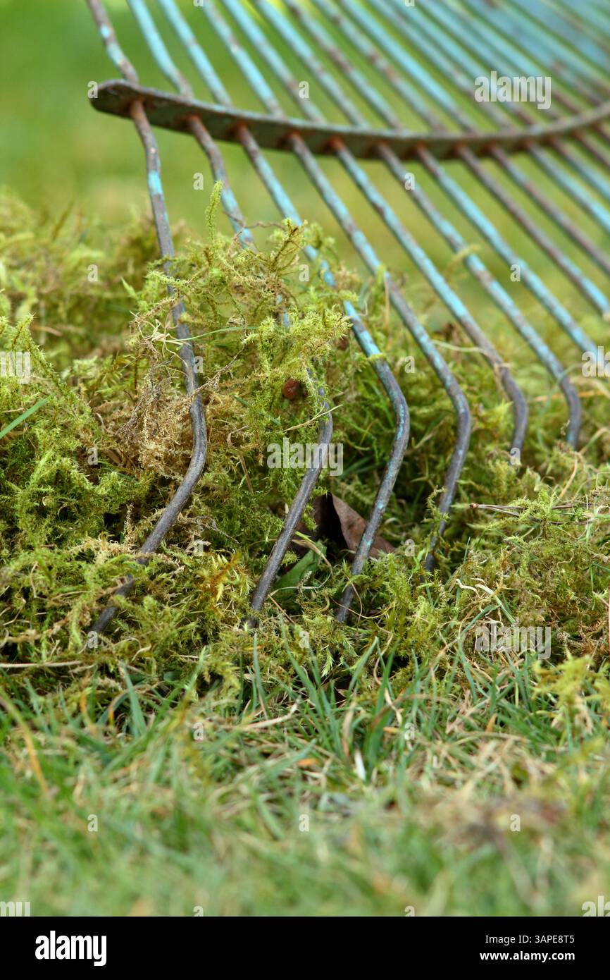Scarifying a lawn with a spring tined rake to remove moss and dead ...