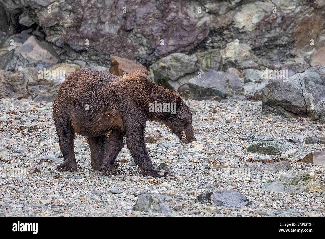 Kodiak Brown Bear or Grizzly bear, Katmai National Park and Preserve ...