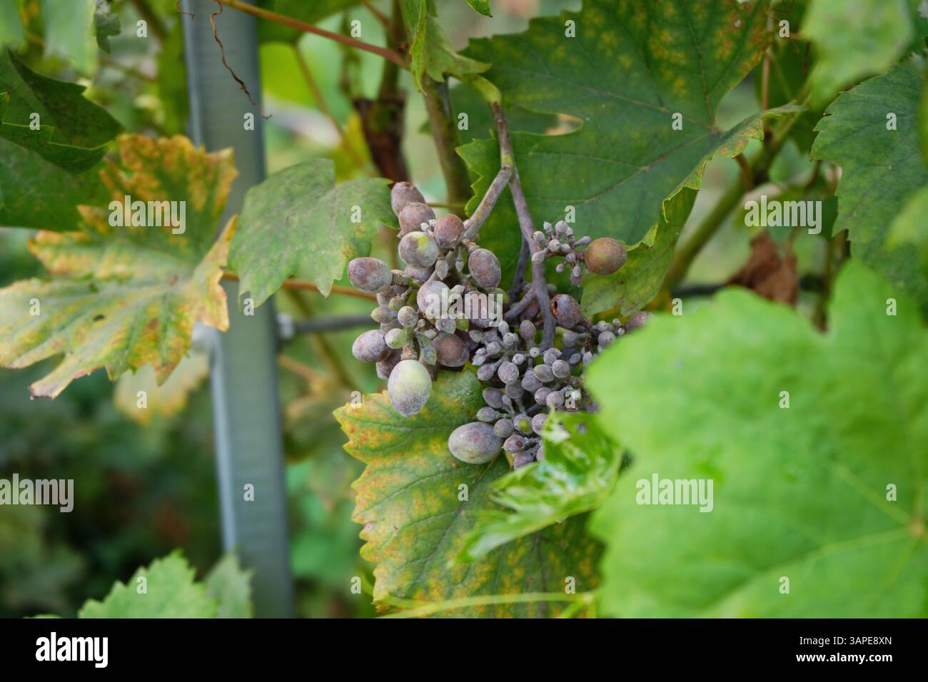 A cluster of grapes affected by powdery mildew, showing visible damage ...