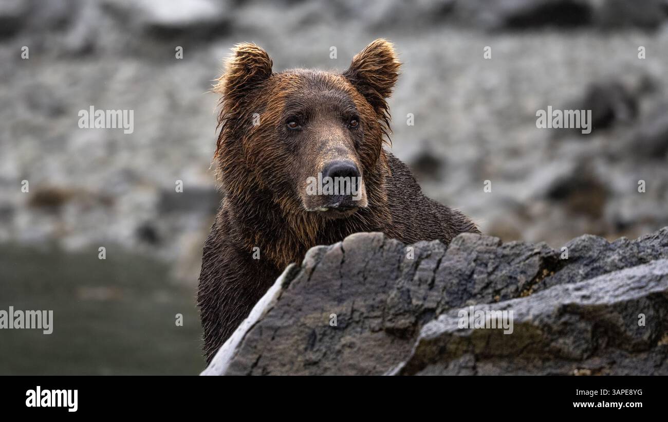 Kodiak Brown Bear or Grizzly bear, Katmai National Park and Preserve ...