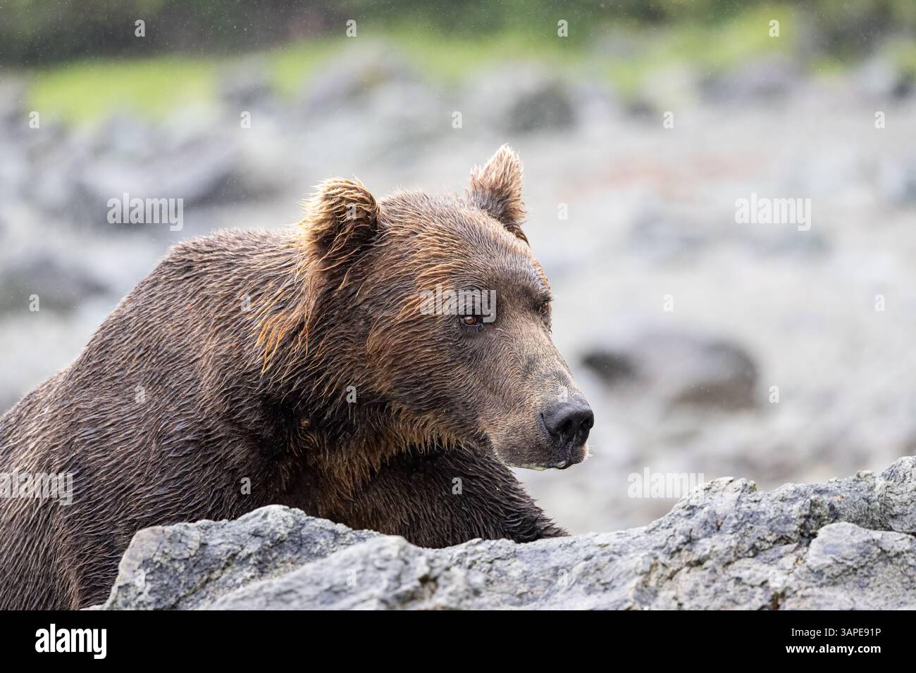Kodiak Brown Bear or Grizzly bear, Katmai National Park and Preserve ...