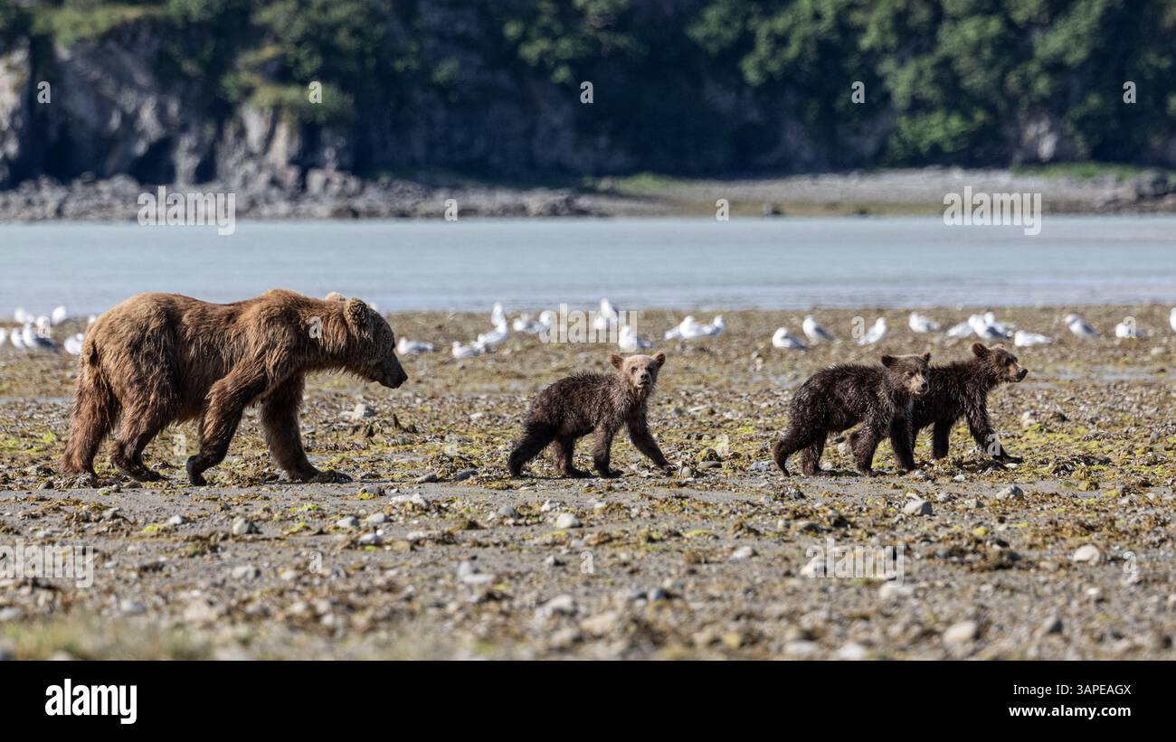 Kodiak Brown Bear or Grizzly bear, Katmai National Park and Preserve ...