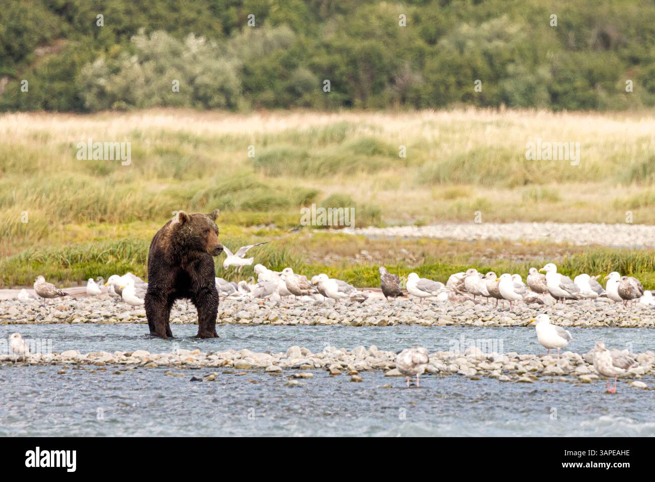 Kodiak Brown Bear or Grizzly bear, Katmai National Park and Preserve ...