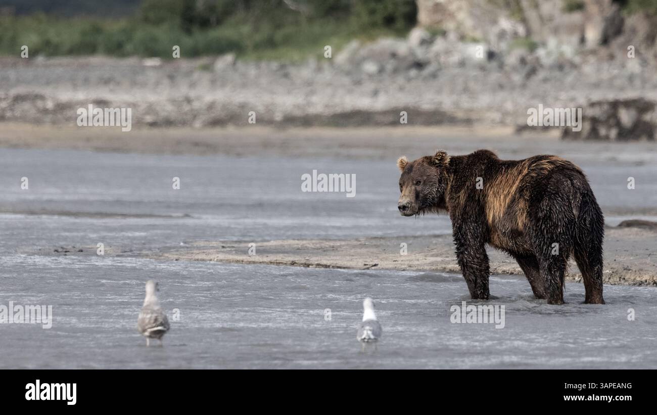 Kodiak Brown Bear or Grizzly bear, in the water, Katmai National Park ...