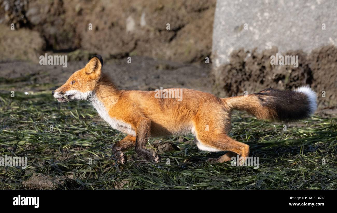 Red fox on a beach, Katmai National Park and Preserve, Alaska, USA ...