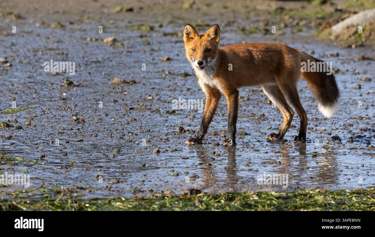 Red fox on a beach, Katmai National Park and Preserve, Alaska, USA ...