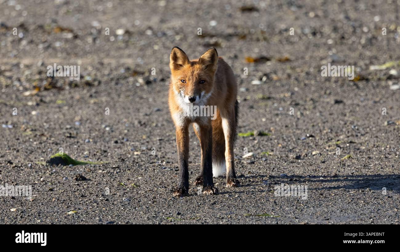 Red fox on a beach, Katmai National Park and Preserve, Alaska, USA ...