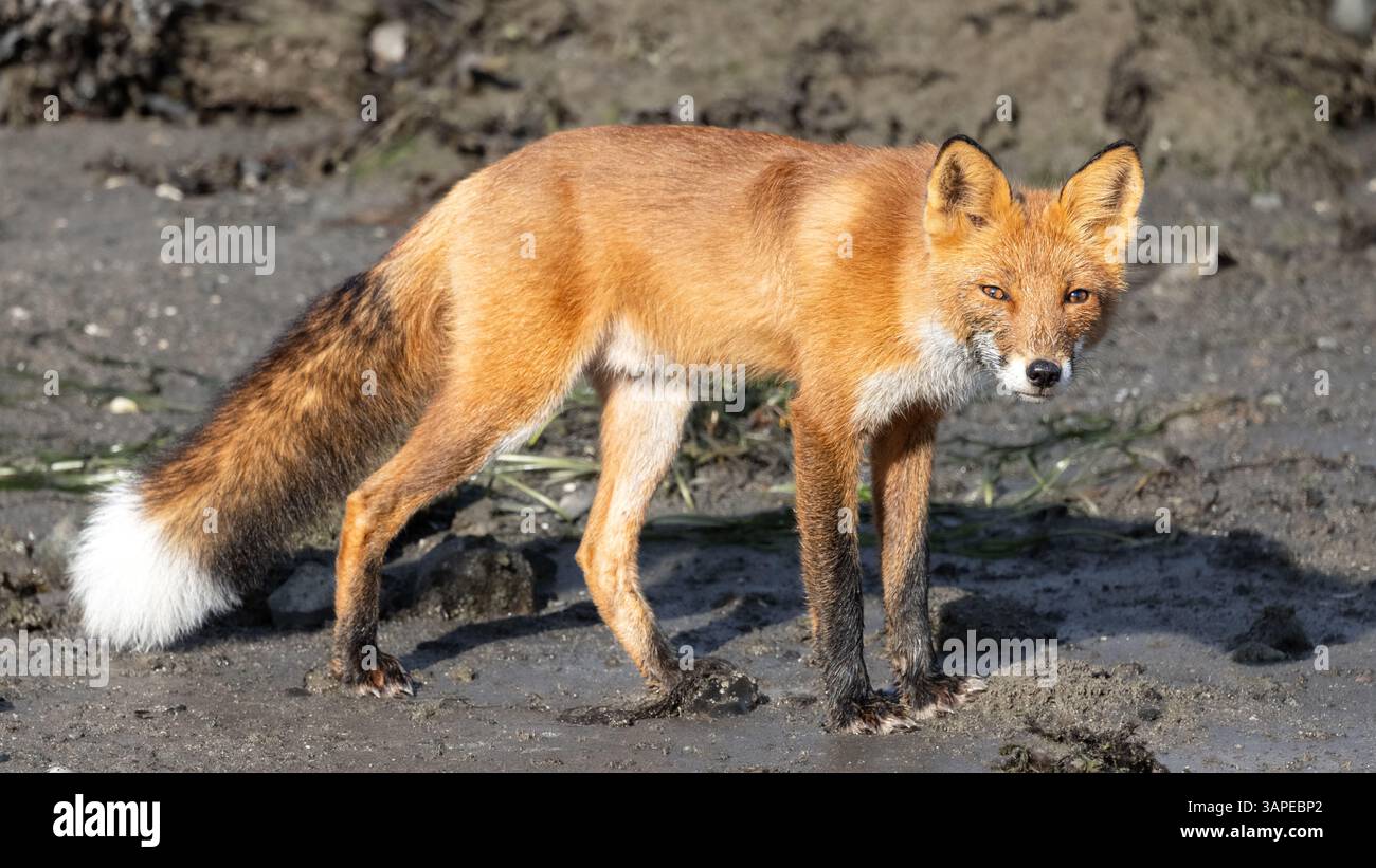 Red fox on a beach, Katmai National Park and Preserve, Alaska, USA ...