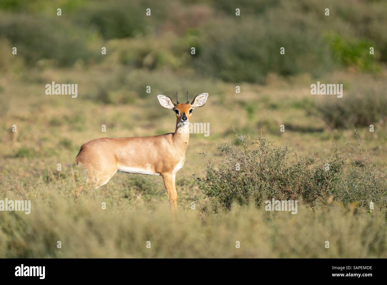 Small African Antelope, Steenbok on the tall brush looking back at the ...