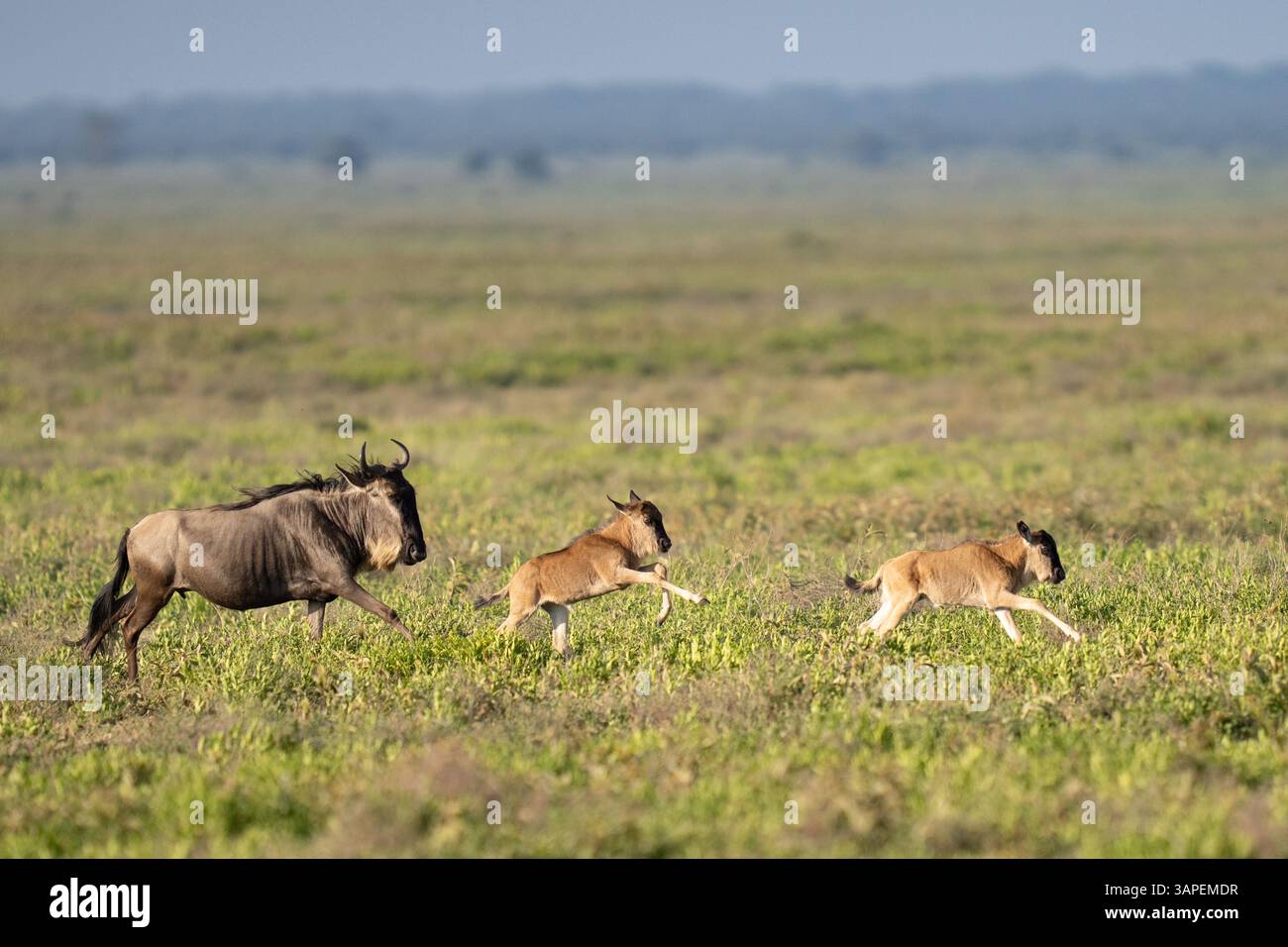 Tanzania mwiba africa wildebeest hi-res stock photography and images ...