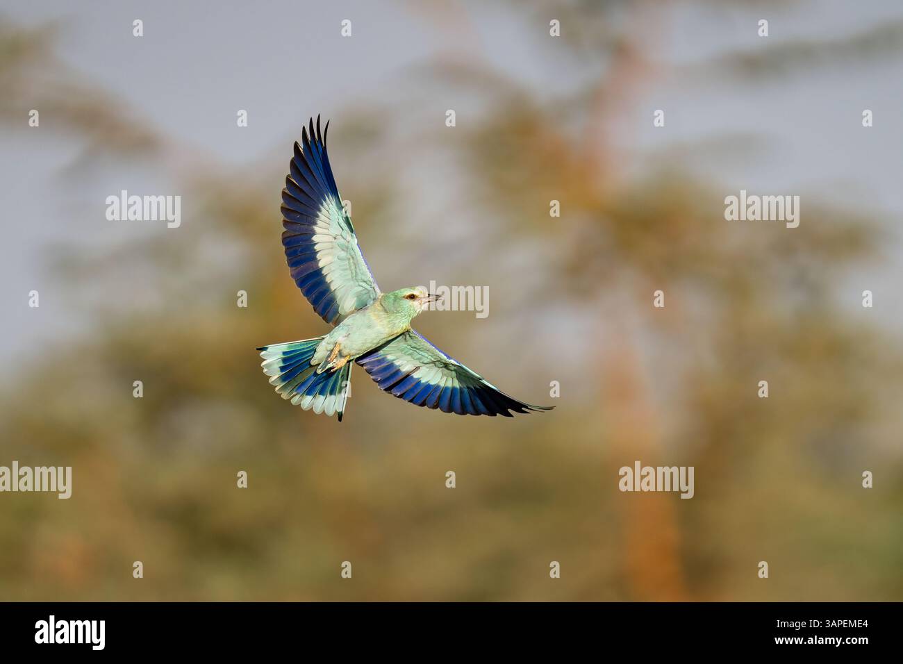 European Roller bird in flight with its wings spread to show his colors ...