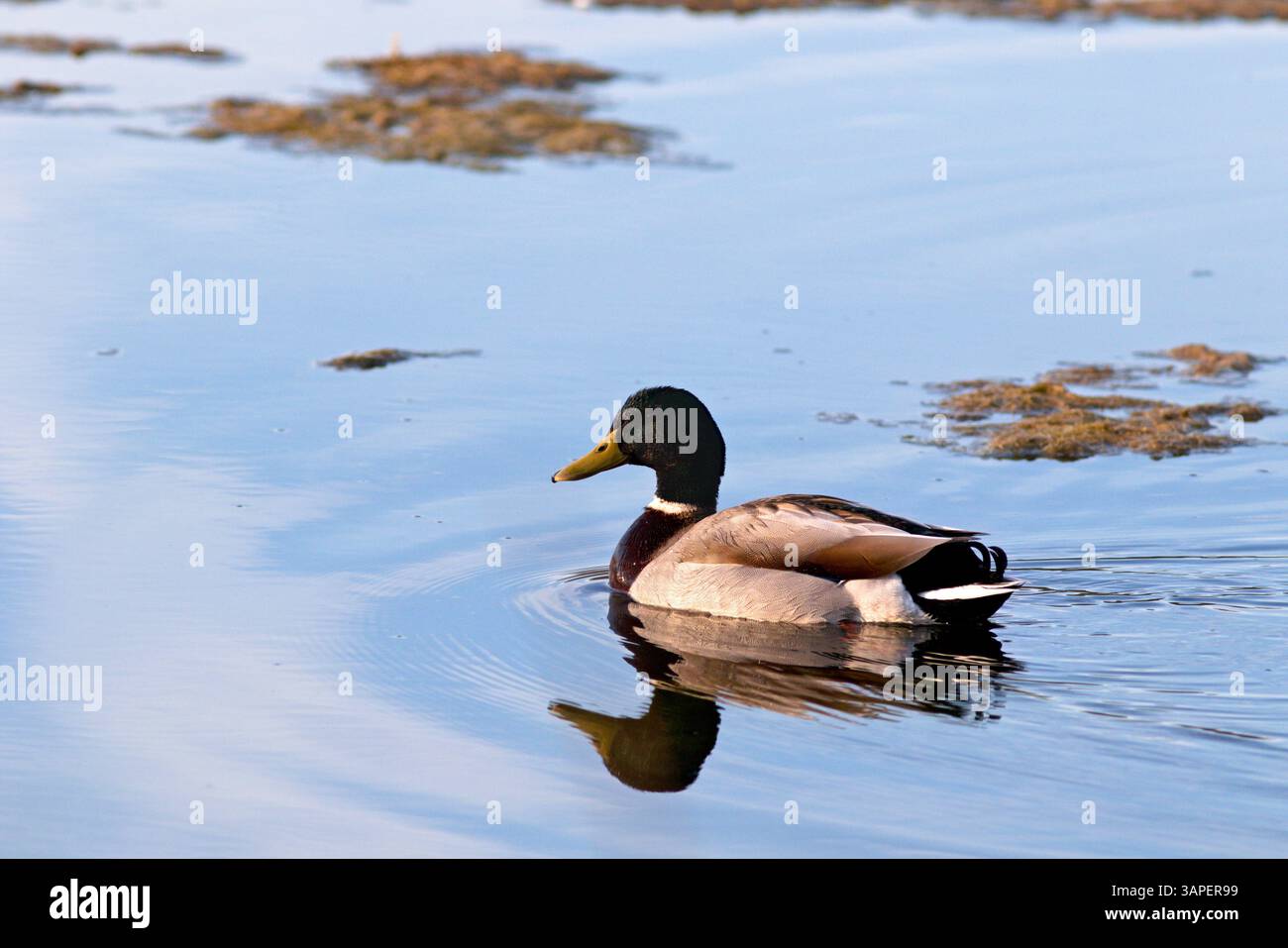 Swing bill hi-res stock photography and images - Alamy