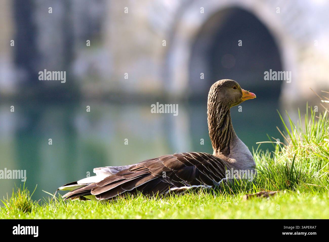 Greylag goose resting in front of Grand Bridge, Blenheim lake Stock ...