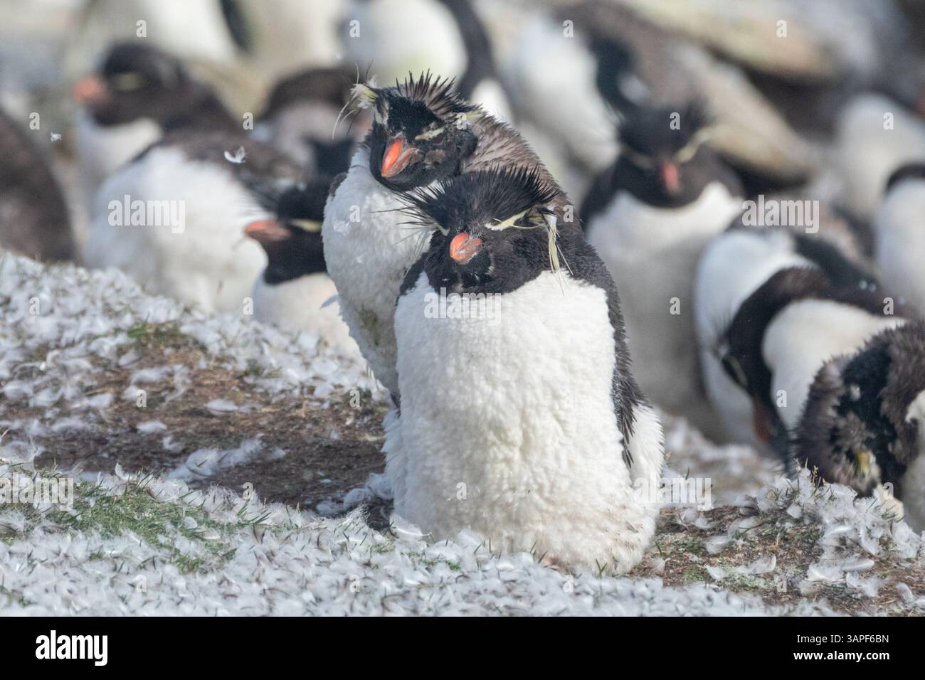 A colony of western rockhopper penguins (Eudyptes chrysocome) on ...