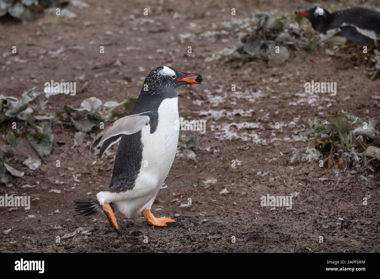 A gentoo penguin (Pygoscelis papua) scurries across Saunders Island in ...