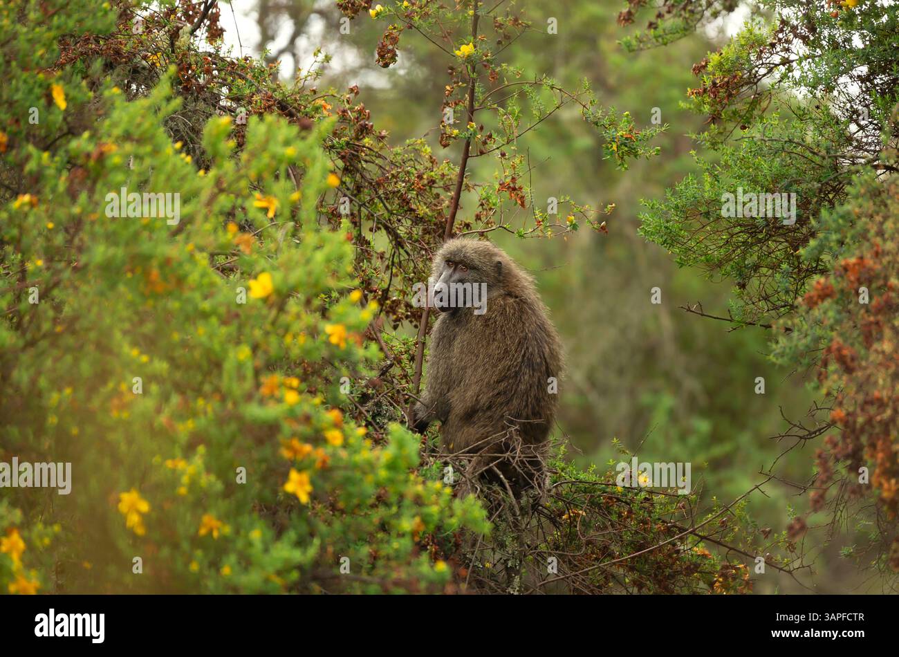 Olive baboon sitting on a tree branch, Ethiopia Stock Photo - Alamy