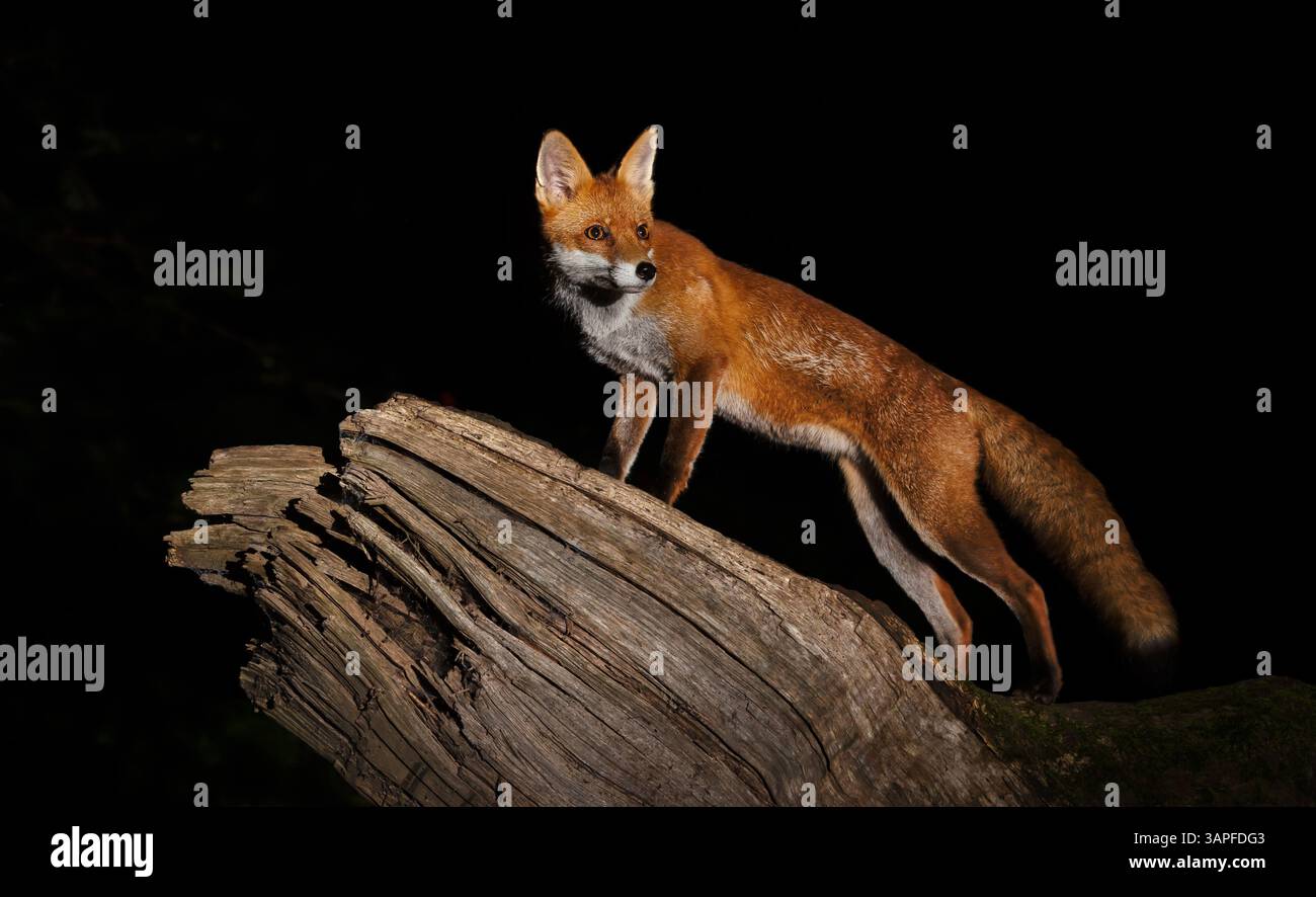 Red fox standing on a fallen tree in a forest at night, UK Stock Photo ...