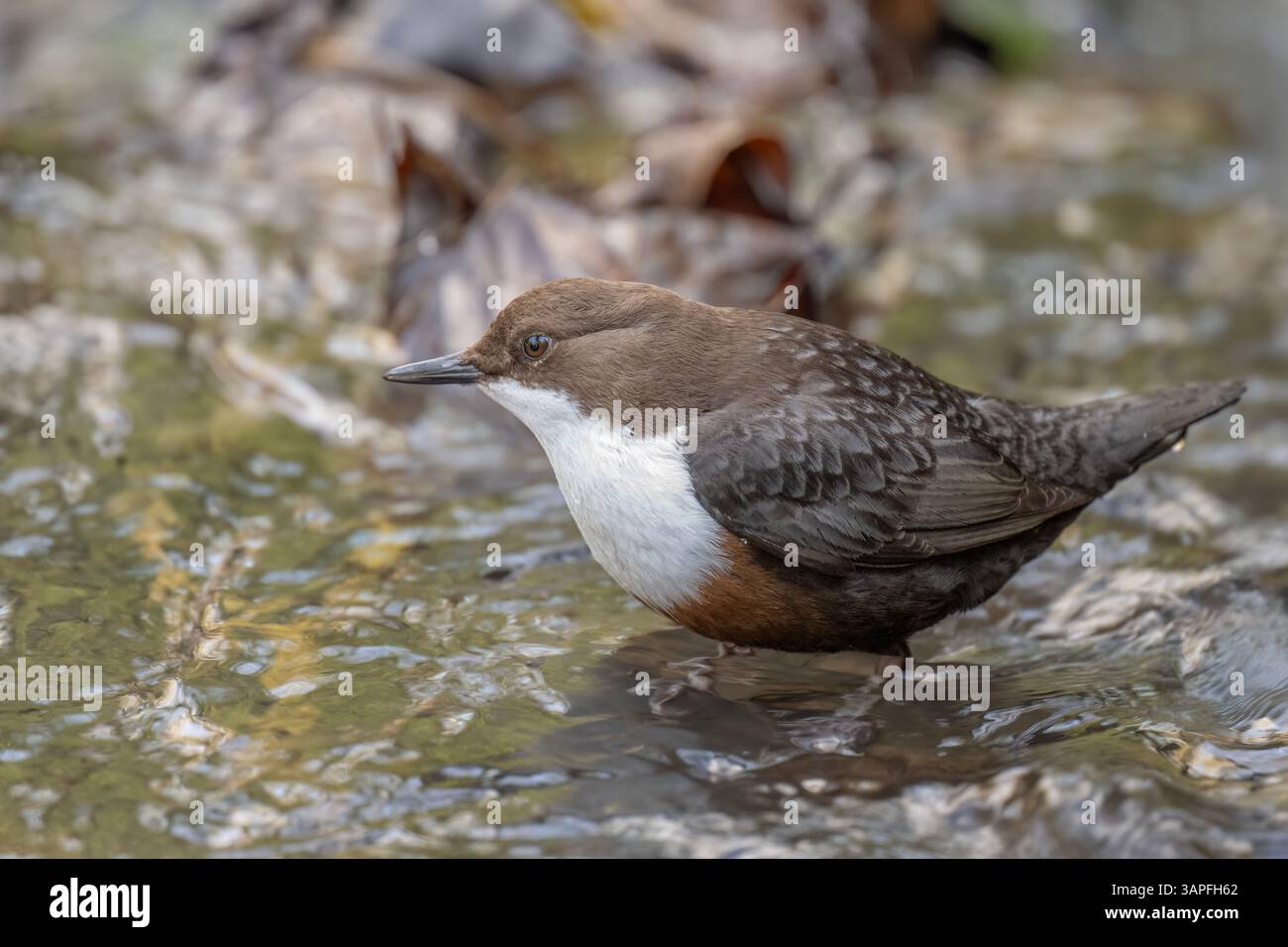 Dipper standing on a rock in a river, close up Stock Photo - Alamy